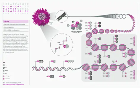 Epigenetics And Cancer Epigenetic Signatures In Cancer: Proper