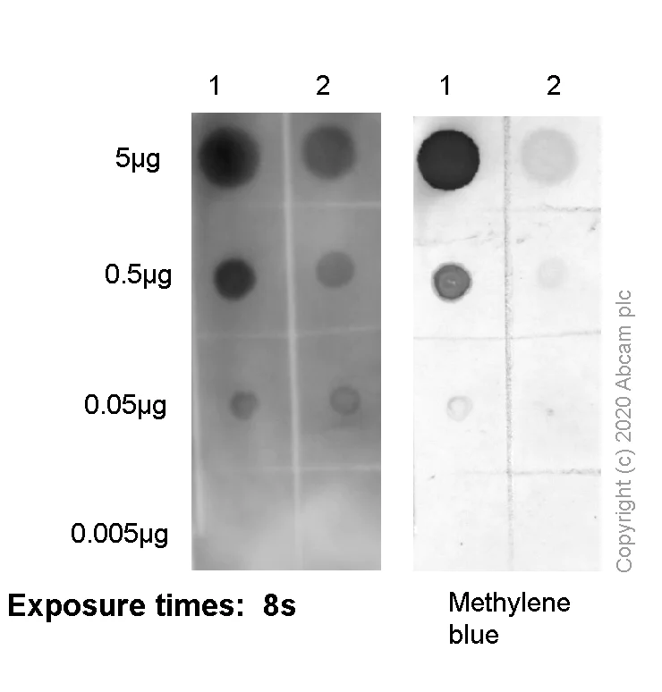 Anti-1-methylguanosine (m1G) antibody [EPR19833-150] (ab208199) | Abcam