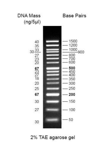 100 bp DNA Ladder (ab286888) | Abcam