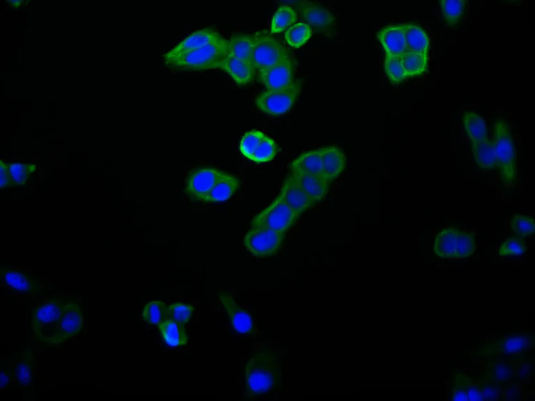 Anti-14-3-3 beta antibody [6F6] (ab314175) | Abcam