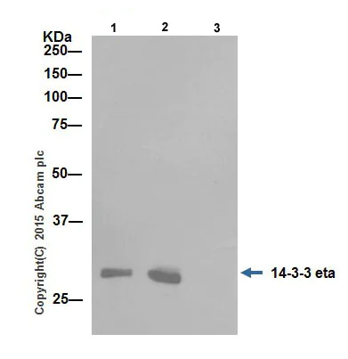 Anti-14-3-3 eta/YWHAH antibody [EPR16750] (ab206292) | Abcam