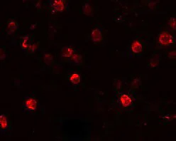 Anti-2B4 antibody (ab113289) | Abcam