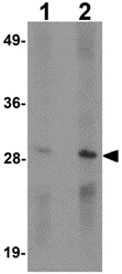 Anti-2B4 antibody (ab113289) | Abcam