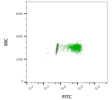 490/515 nm Extracellular Vesicle Membrane Staining Kit (ab314686) | Abcam