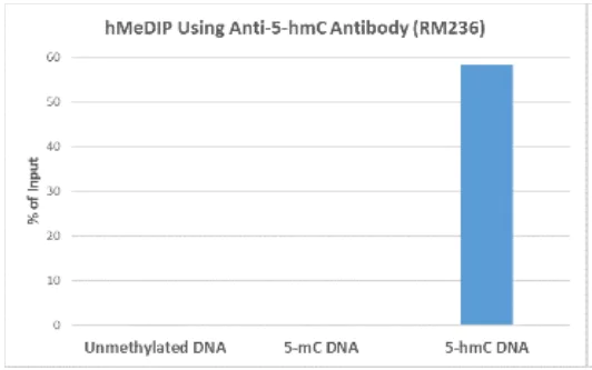 Anti-5-hydroxymethylcytosine (5-hmC) antibody [RM236] (ab214728) | Abcam