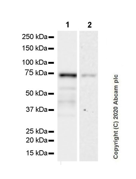 Anti-68kDa Neurofilament/NF-L antibody [NfL23] (ab273442) | Abcam