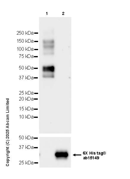 Anti-6X His tag® antibody [AD1.1.10] (ab15149) | Abcam