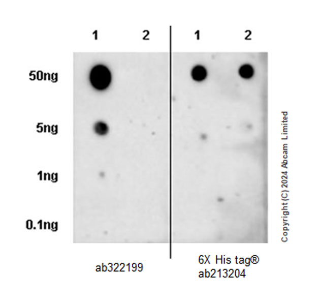 Anti-6X His tag® antibody [EPR20547] - ChIP Grade (ab213204) | Abcam