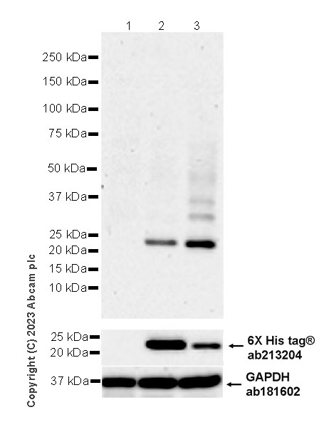 Anti-6X His tag® antibody [EPR20547] - ChIP Grade (ab213204) | Abcam
