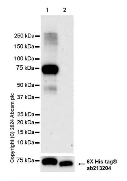 Anti-6X His tag® antibody [EPR20547] - ChIP Grade (ab213204) | Abcam