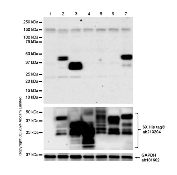 Anti-6X His tag® antibody [EPR20547] - ChIP Grade (ab213204) | Abcam