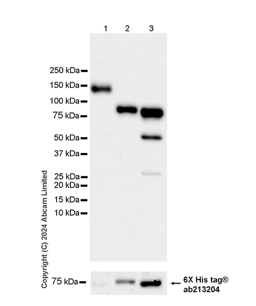 Anti-6X His tag® antibody [EPR20547] - ChIP Grade (ab213204) | Abcam