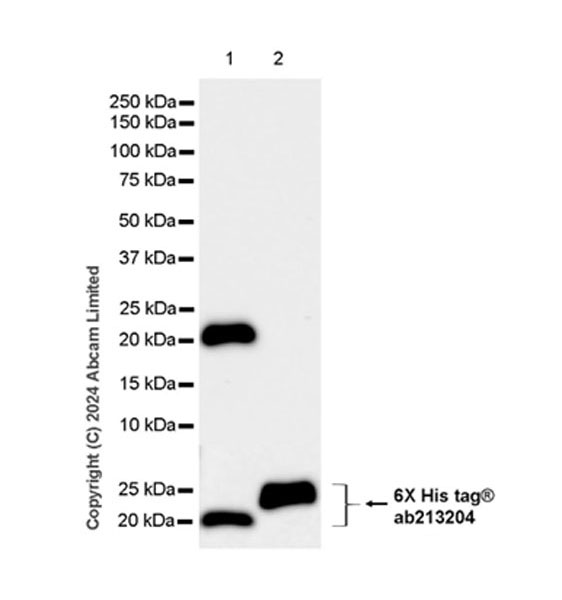 Anti-6X His tag® antibody [EPR20547] - ChIP Grade (ab213204) | Abcam