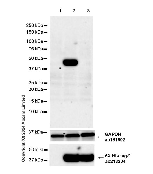 Anti-6X His tag® antibody [EPR20547] - ChIP Grade (ab213204) | Abcam