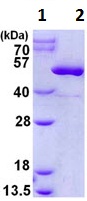Recombinant Human CKMT2 protein(AB128433)