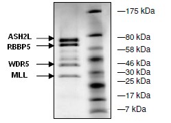 Recombinant human MLL + ASH2L + RBBP5 + WDR5 protein(AB135021)