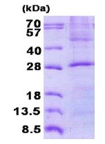 Recombinant Human Membrin protein (denatured)(AB140561)