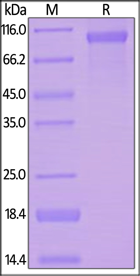Recombinant human VLDL Receptor/VLDL-R protein (His tag)(AB155621)