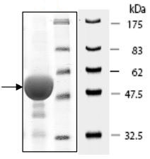 Recombinant mouse ITK/EMT protein(AB196118)