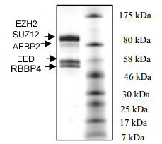 Recombinant Human EZH2 (mutated Y641S) + EED + SUZ12 + AEBP2 + RBBP4 ...