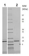 Recombinant human FGF6 protein (Active)(AB219122)
