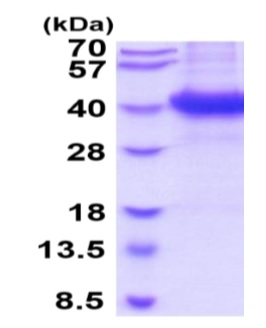 Recombinant Mouse FCGRT/FCRN protein (His tag)(AB219459)