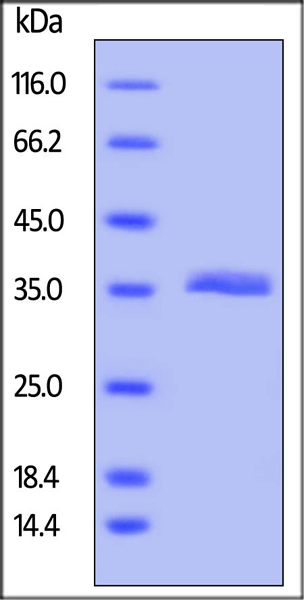 Recombinant human VSIG8 protein (Active)(AB220463)