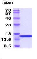 Recombinant Dog Interferon gamma protein(AB222448)