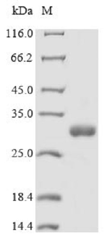 Recombinant Miraculin protein (His tag)(AB240871)