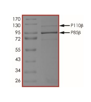 Recombinant human PI3 Kinase p110 beta + PI 3 Kinase p85 beta protein ...