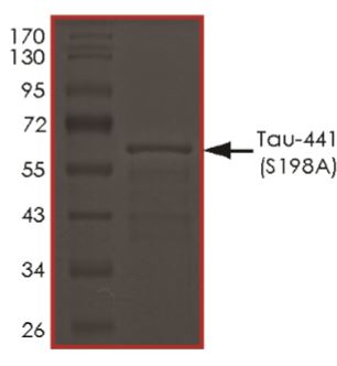 Recombinant Human Tau (mutated S198A) protein(AB269010)
