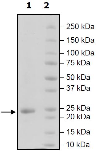 Recombinant Human APRIL/TNFSF13 protein (Tagged)(AB271364)