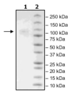 Recombinant Human TIM 4 protein (Tagged)(AB271767)