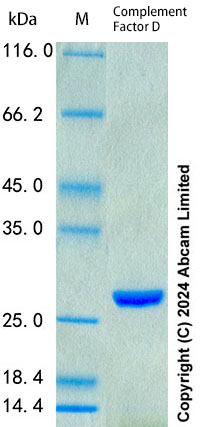 Recombinant Human Complement Factor D Protein Standard (His tag)(AB316585)