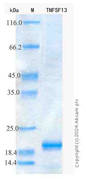 Recombinant Human APRIL/TNFSF13 Protein Standard(AB321875)