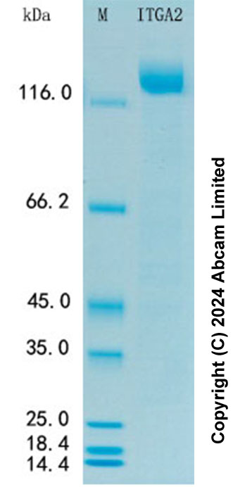 Recombinant Human Integrin alpha 2 Protein Standard(AB321962)