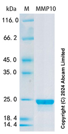 Recombinant Human MMP10 Protein Standard(AB322382)