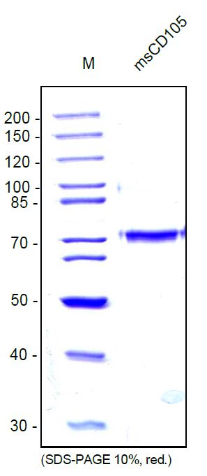 Recombinant mouse CD105 protein(AB54339)