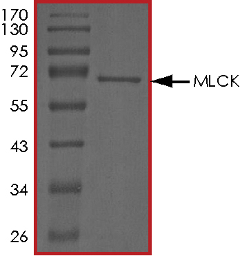 Recombinant human Myosin light chain kinase/MLCK protein(AB55674)