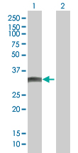 Bcl G/BCL2L14 overexpression 293T lysate (whole cell)(AB94328)