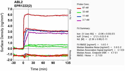 Anti-ABL1 + ABL2 antibody [EPR1222(2)] (ab134134) | Abcam