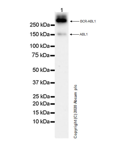 Anti-ABL1 antibody [EPR23406-32] KO Tested (ab254341) | Abcam