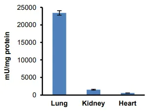 ACE Assay Kit (Angiotensin I Converting Enzyme) (ab239703) | Abcam