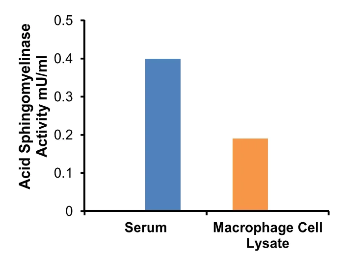 Acid Sphingomyelinase Assay Kit (Colorimetric) (ab252889) | Abcam