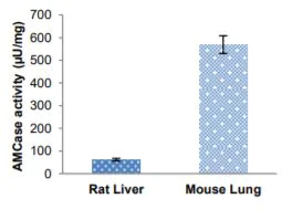 Acidic Mammalian Chitinase Activity Kit (Fluorometric) (ab273291) | Abcam