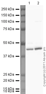 Anti-Actin antibody - Loading Control (ab1801) | Abcam