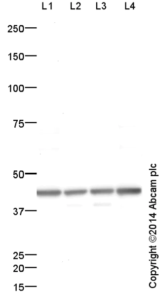 Anti-Actin antibody - Loading Control (ab1801) | Abcam