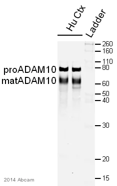 Anti-ADAM10 antibody. Rabbit polyclonal (ab1997) | Abcam