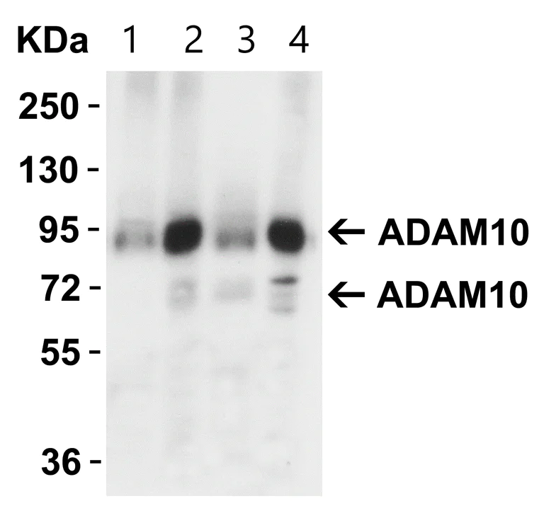 Anti-ADAM10 antibody. Rabbit polyclonal (ab1997) | Abcam