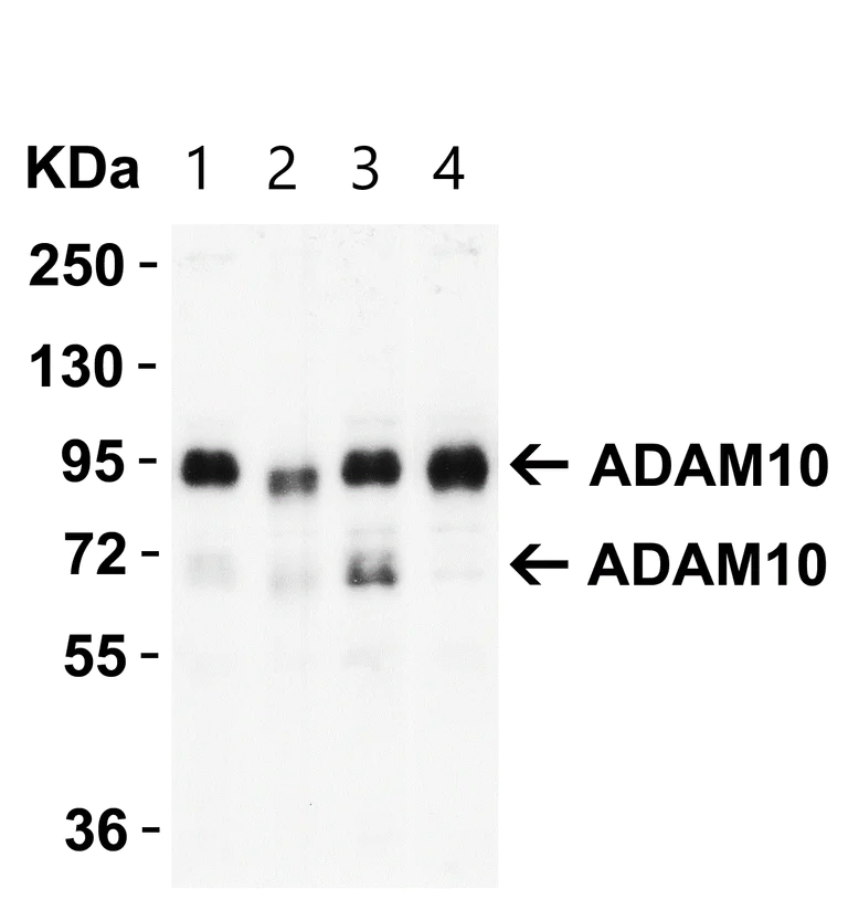 Anti-ADAM10 antibody. Rabbit polyclonal (ab1997) | Abcam